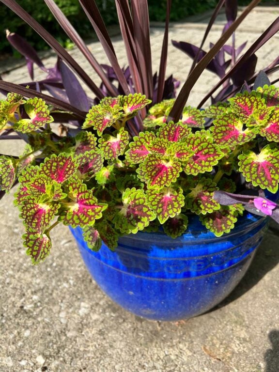 18 Spectacular Coleus Varieties for Sun + Tips to Grow