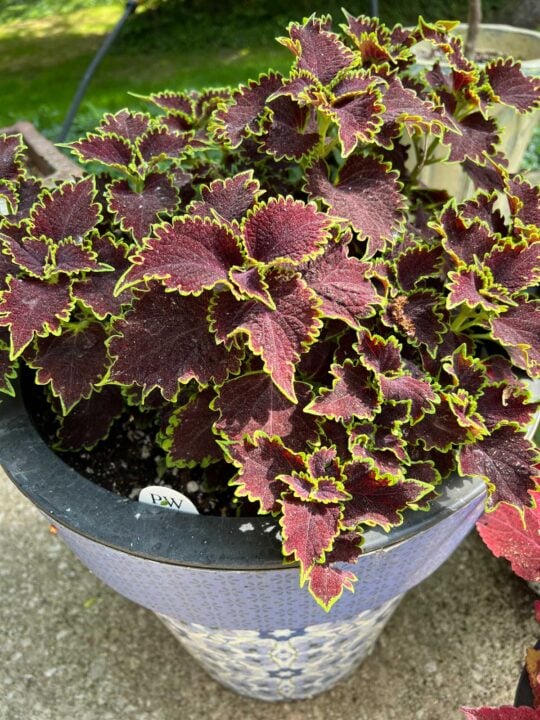 17 Spectacular Coleus Varieties for Sun + Tips to Grow