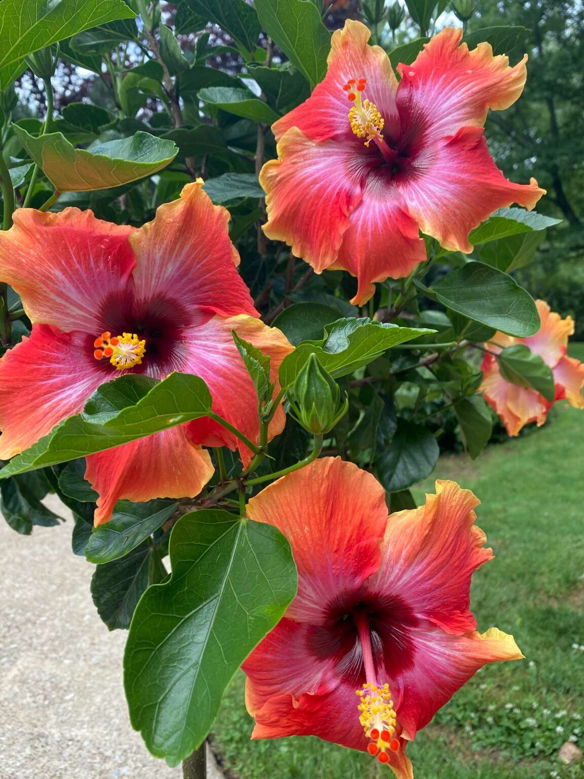 How to Get Hibiscus to Bloom: 7 Crucial Factors + Bonus Tip