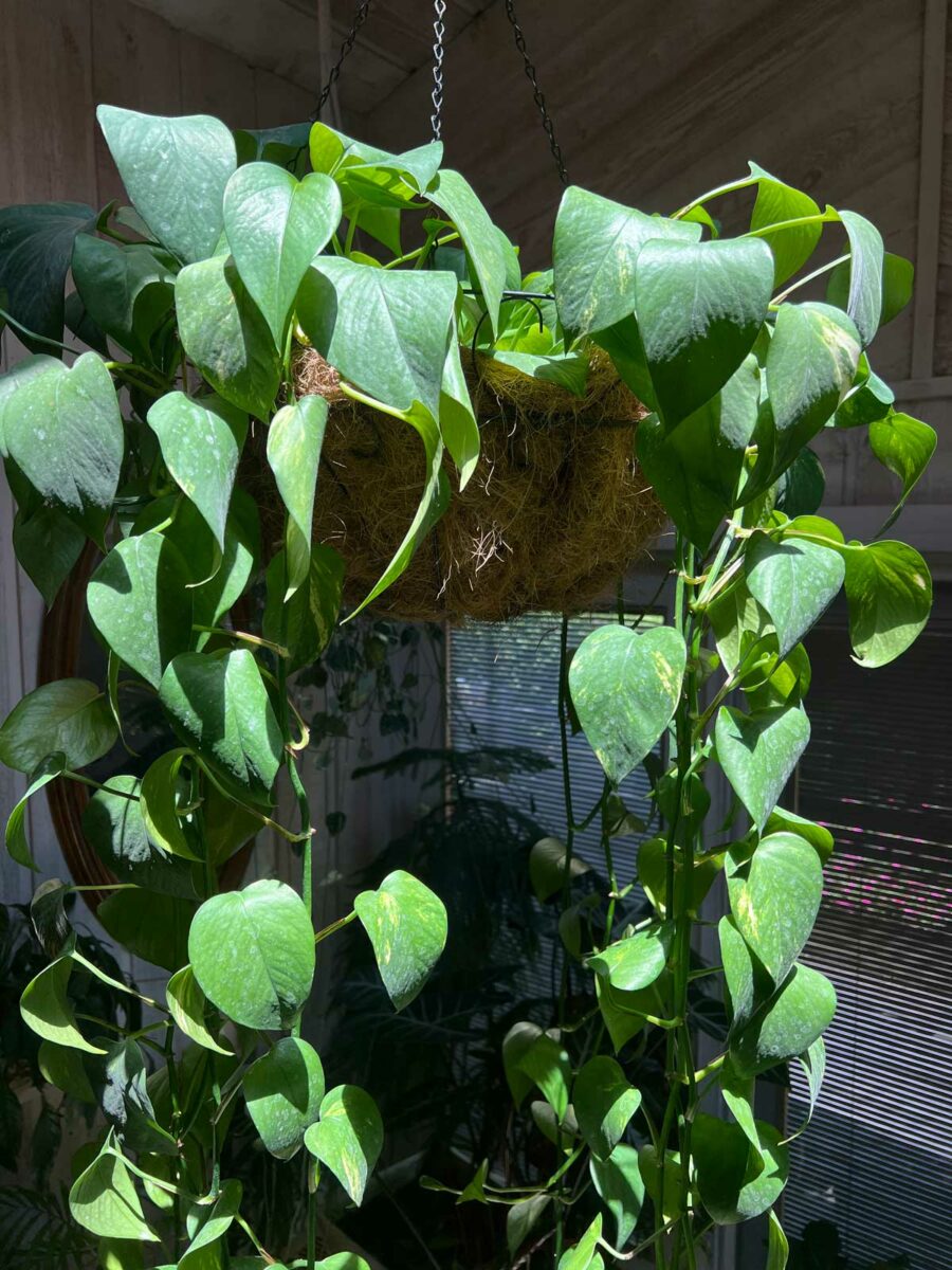 Underwatered Pothos - 3 Signs to Look For + Causes/Solutions