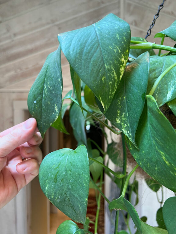 Pothos in the Wild: 5 Cool Facts About This "Houseplant"