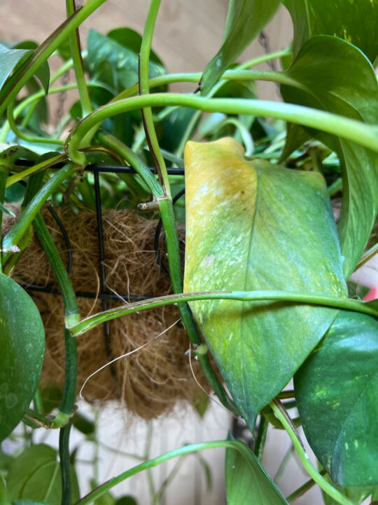 Underwatered Pothos - 3 Signs to Look For + Causes/Solutions
