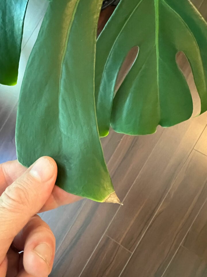 Monstera Brown Tips - 6 Common Causes + Fixes