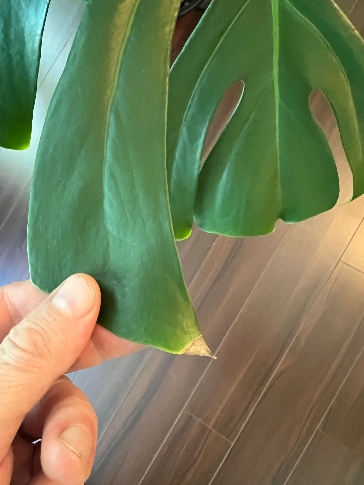 Monstera Brown Tips - 6 Common Causes + Fixes