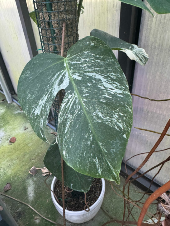 Monstera Pots: 4 Tips in Choosing the Best Pot for Monstera