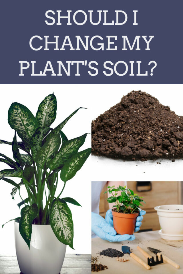 Should I Change My Plant's Soil? Lessons in Houseplant Care