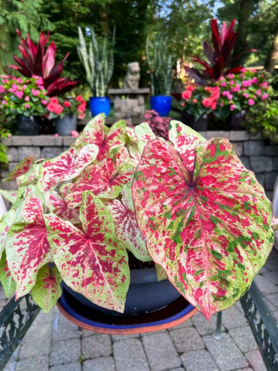 Caladium Problems: 10 Common Problems & Questions Answered!