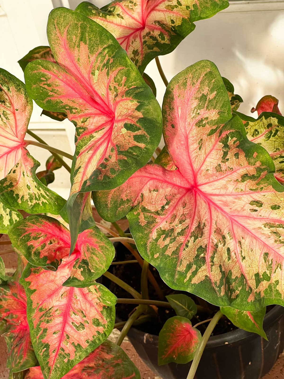 Caladium Problems: 10 Common Problems & Questions Answered!