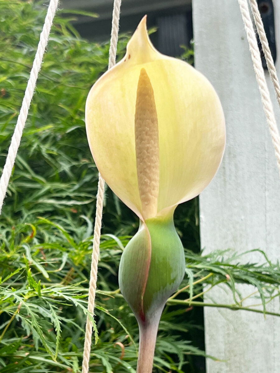 Caladium Problems: 10 Common Problems & Questions Answered!