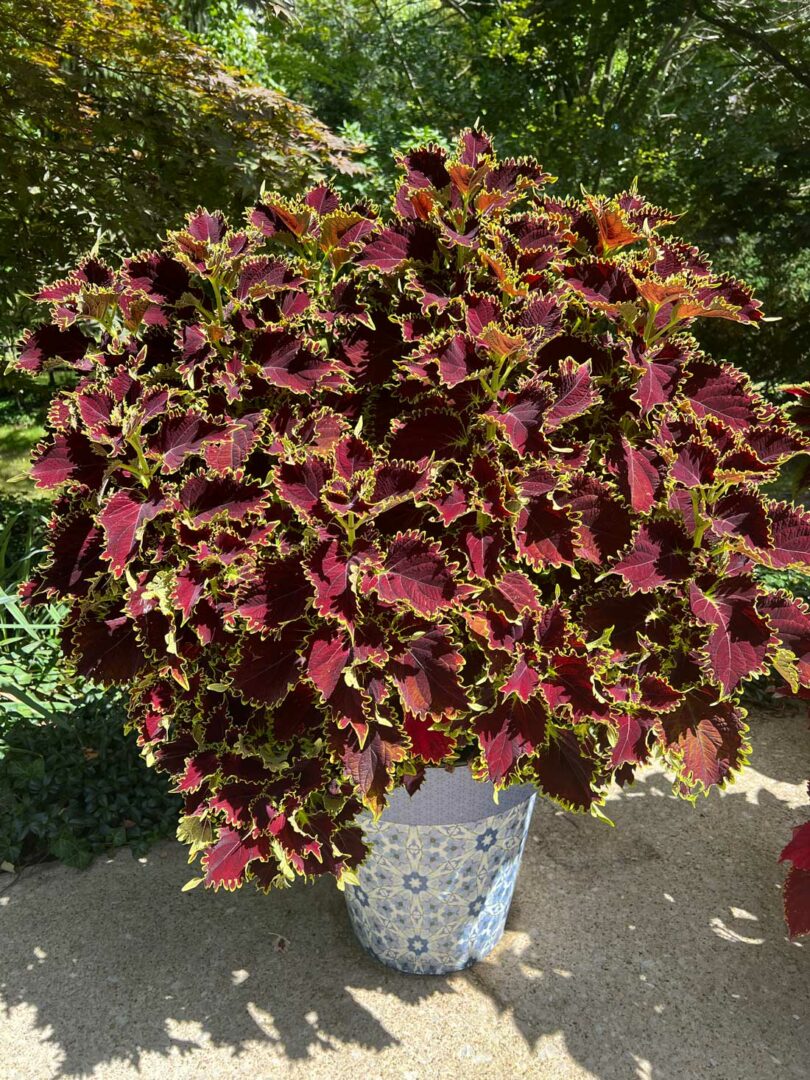 Should You Deadhead Coleus? Why This Matters & What To Do