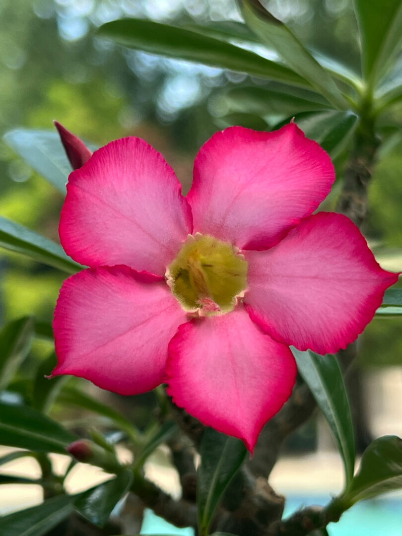Desert Rose Dying? 11 Helpful Tips to Grow Adenium obesum