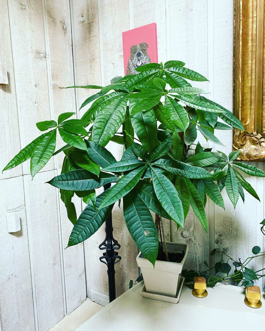 Dying Money Tree? Crucial Tips to Save Your Pachira Aquatica