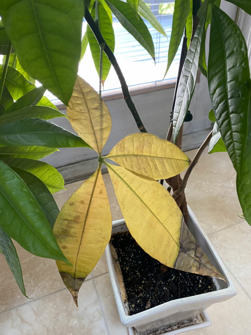 Dying Money Tree? Crucial Tips to Save Your Pachira Aquatica