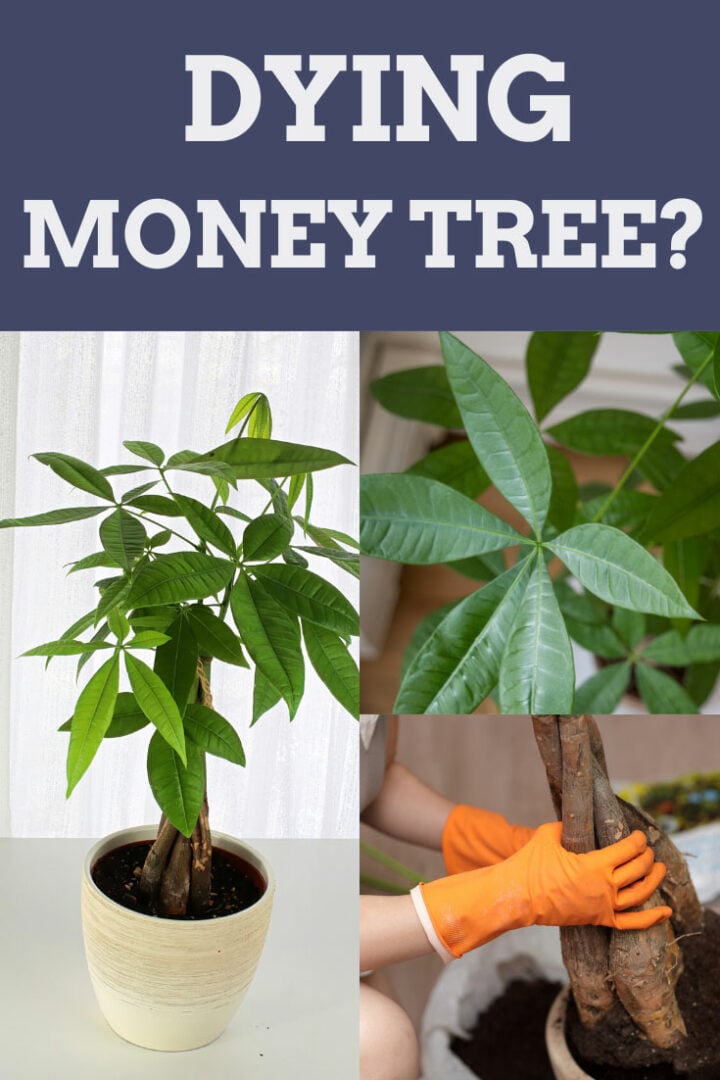 Dying Money Tree? Crucial Tips to Save Your Pachira Aquatica