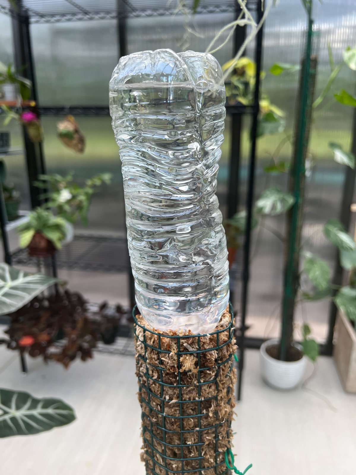 Zelf watergevende mospaal - gemakkelijk water geven met minimale ...