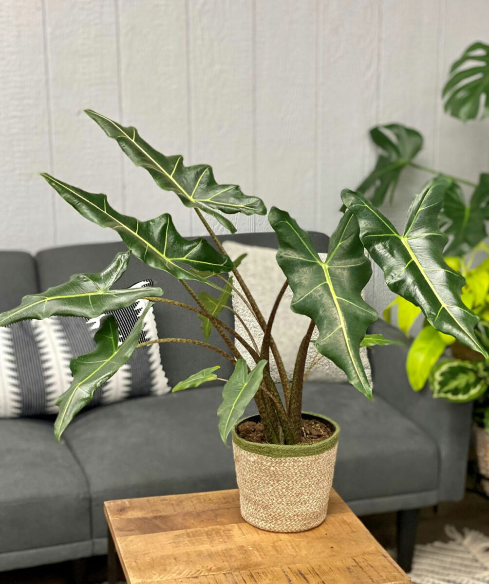 Alocasia Types: 23 Varieties to Create a Tropical Ambiance