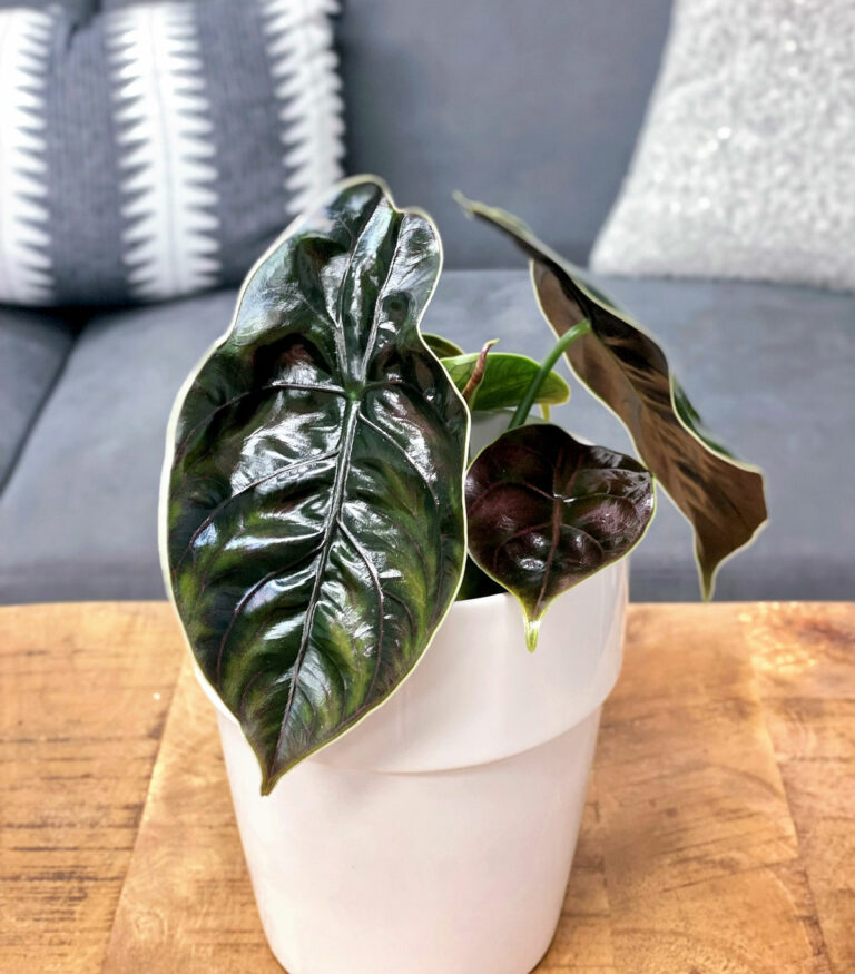 Alocasia Types: 23 Varieties to Create a Tropical Ambiance