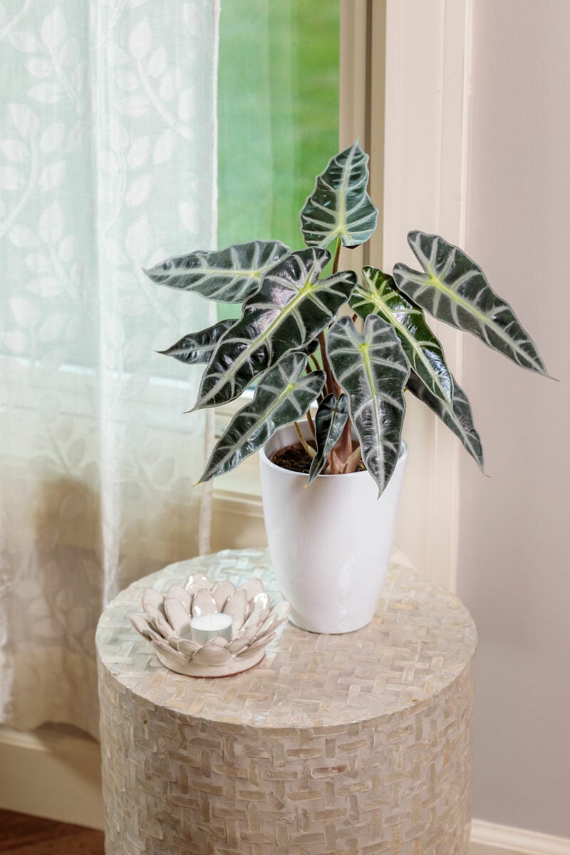 Alocasia Types: 23 Varieties to Create a Tropical Ambiance