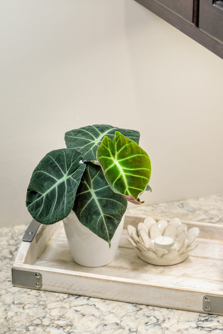 Alocasia Types: 23 Varieties to Create a Tropical Ambiance