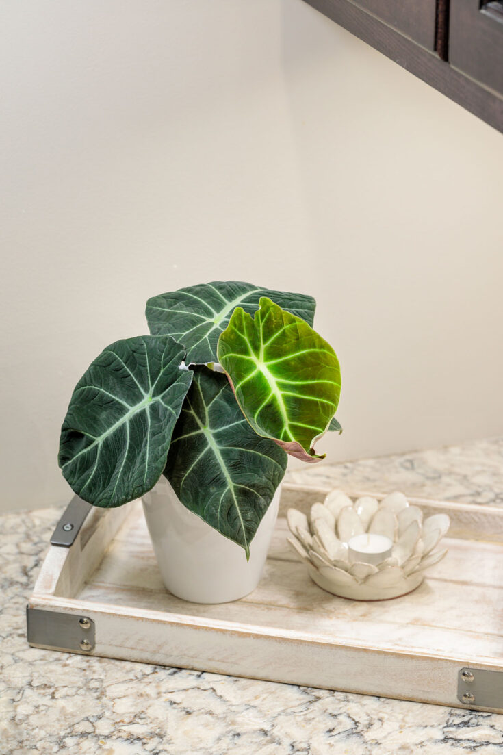 Alocasia Types: 23 Varieties to Create a Tropical Ambiance