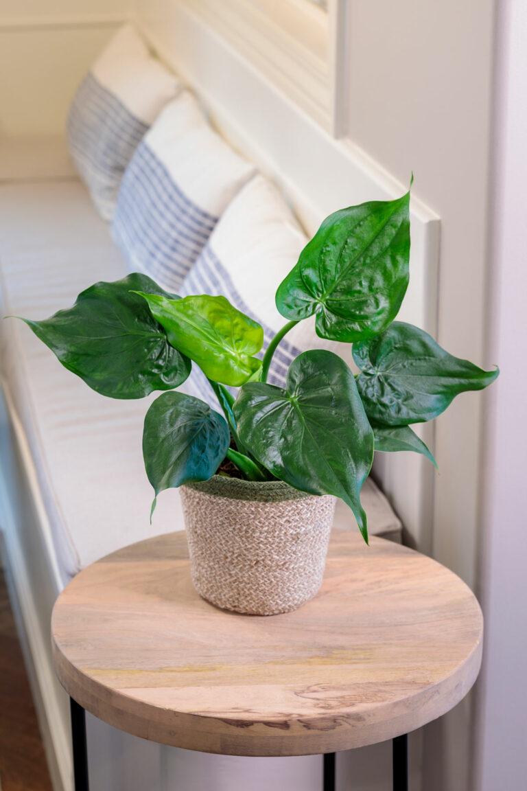 Alocasia Types: 23 Varieties to Create a Tropical Ambiance