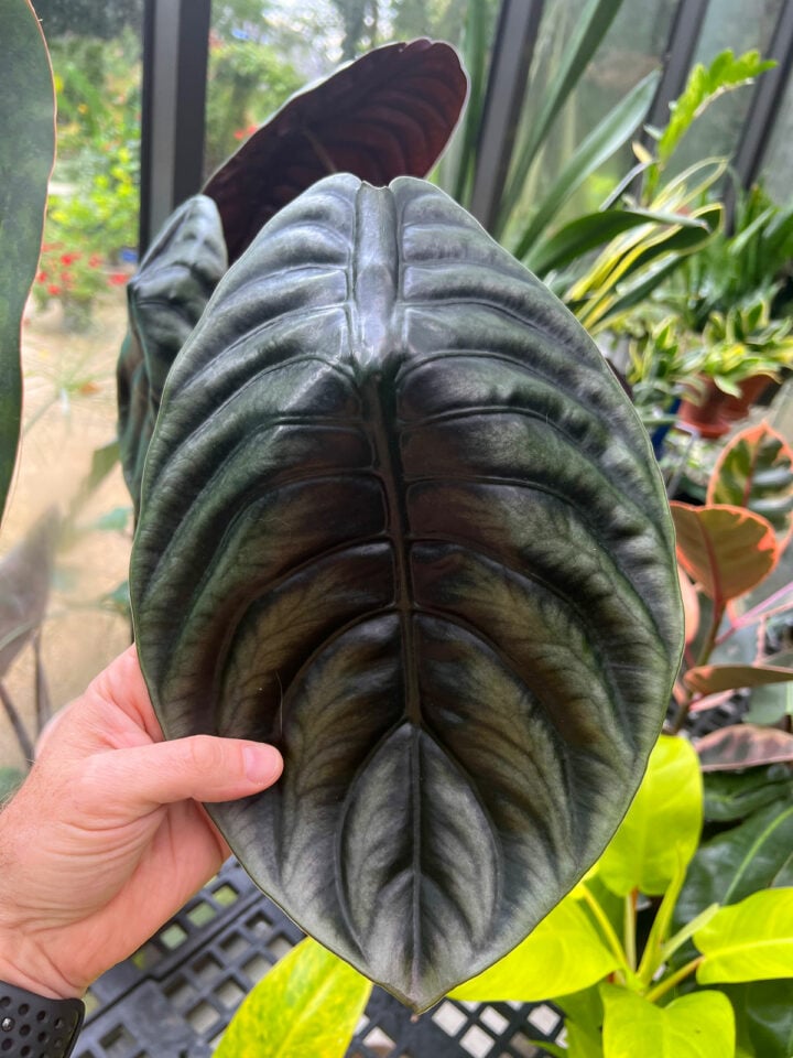 7 Growing Tips for the Stunning Alocasia cuprea Red Secret