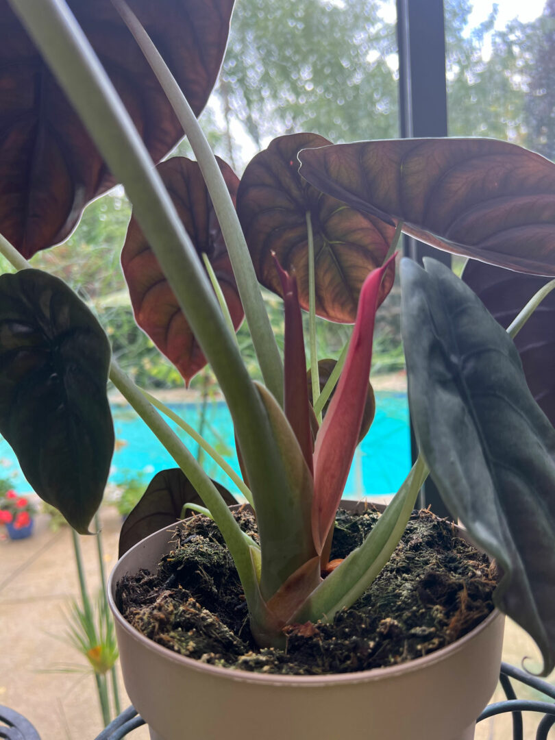 7 consejos de cultivo para la impresionante Alocasia Cuprea Red Secret ...