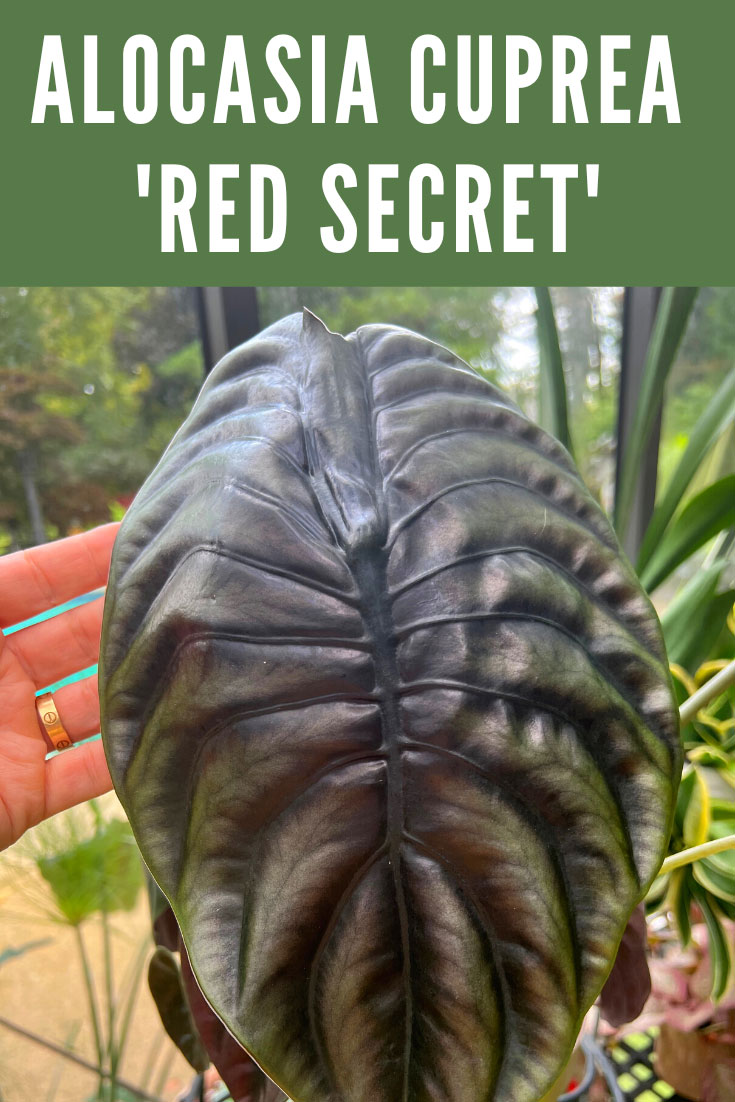 7 Growing Tips for the Stunning Alocasia cuprea Red Secret