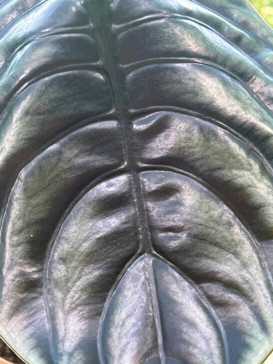 7 Growing Tips for the Stunning Alocasia cuprea Red Secret