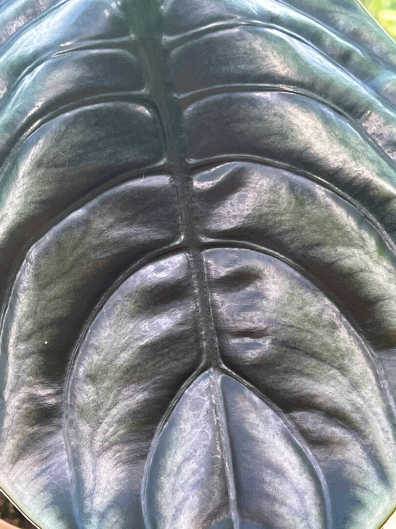 7 Growing Tips for the Stunning Alocasia cuprea Red Secret