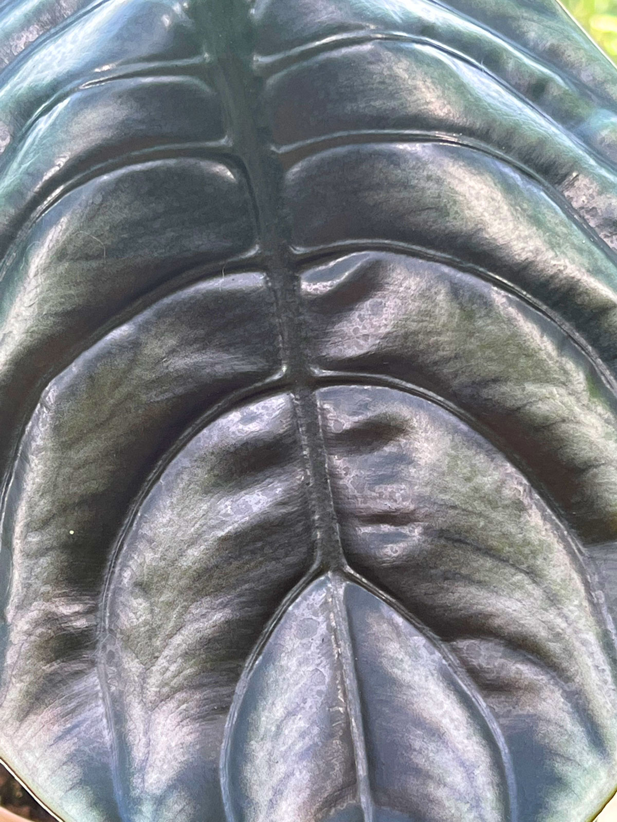 7 Growing Tips for the Stunning Alocasia cuprea Red Secret