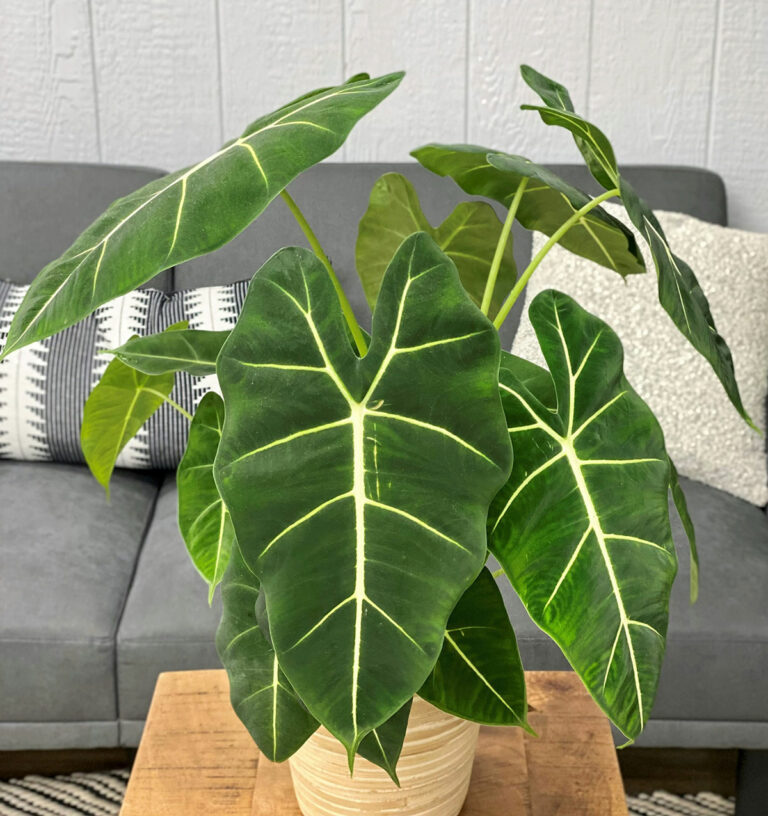 Alocasia Types: 23 Varieties to Create a Tropical Ambiance