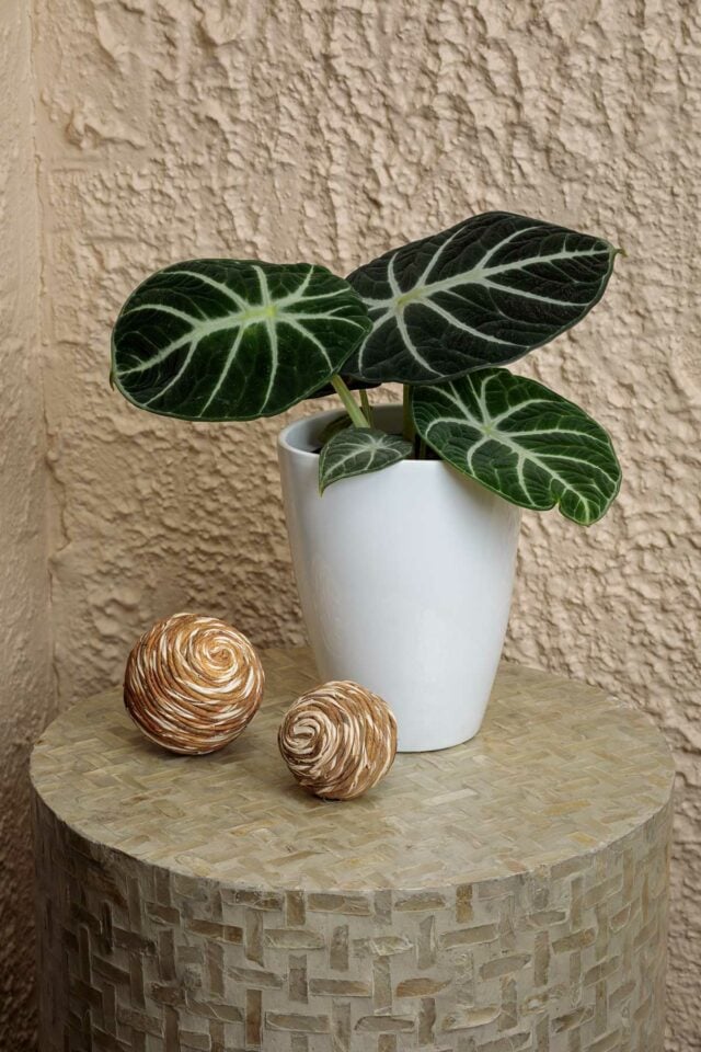 Alocasia Types: 23 Varieties to Create a Tropical Ambiance