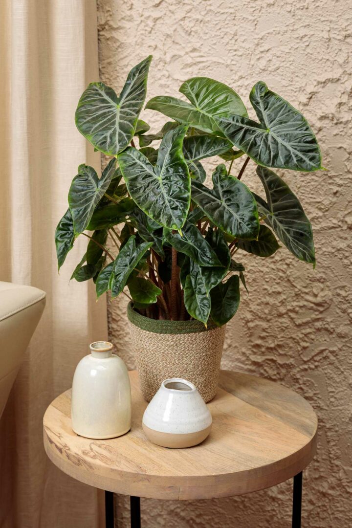 Alocasia Types: 23 Varieties to Create a Tropical Ambiance