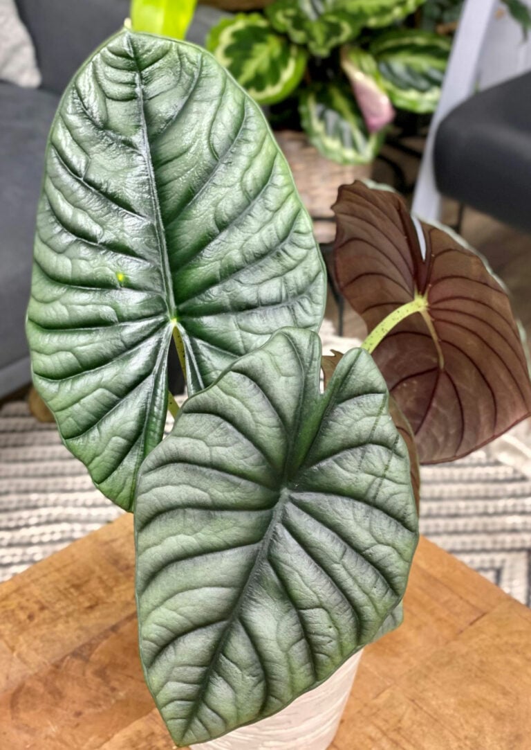 Alocasia Types: 23 Varieties to Create a Tropical Ambiance