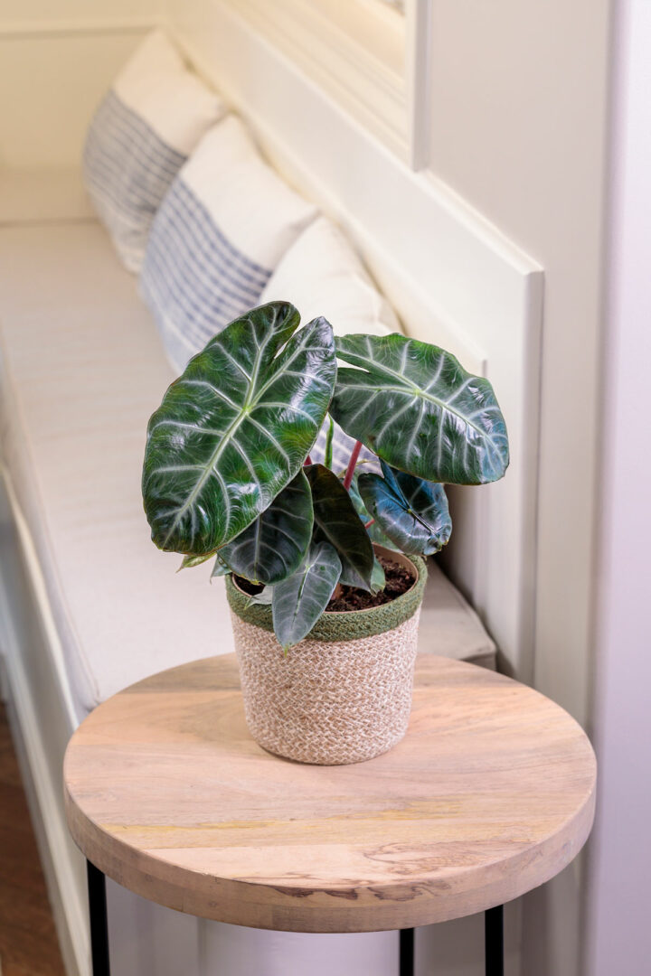 Alocasia Types: 23 Varieties to Create a Tropical Ambiance