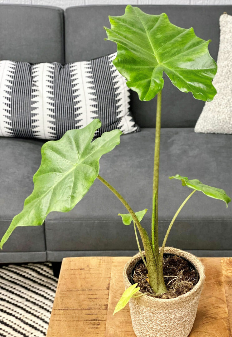 Alocasia Types: 23 Varieties to Create a Tropical Ambiance