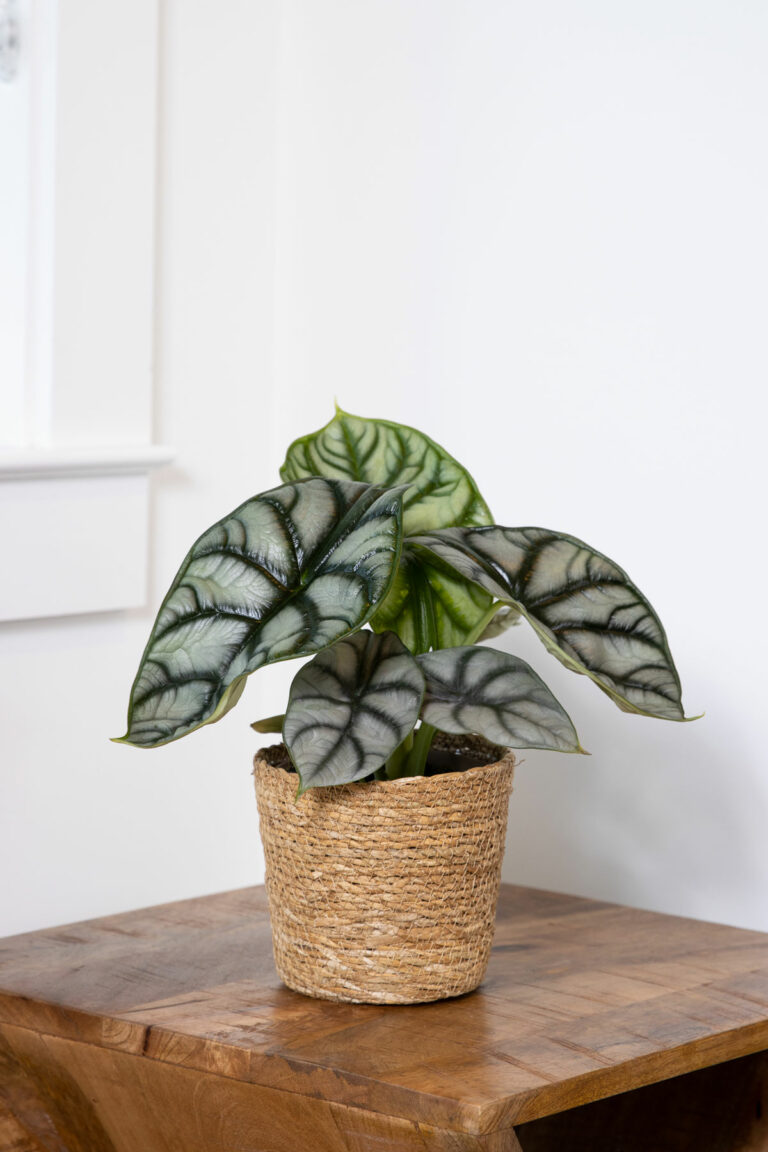 Alocasia Types: 23 Varieties to Create a Tropical Ambiance