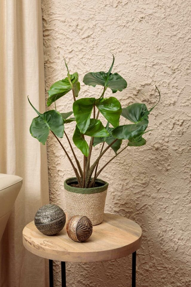 Alocasia Types: 23 Varieties to Create a Tropical Ambiance