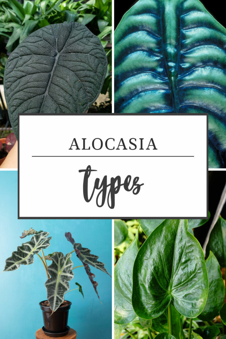 Alocasia Types: 23 Varieties to Create a Tropical Ambiance