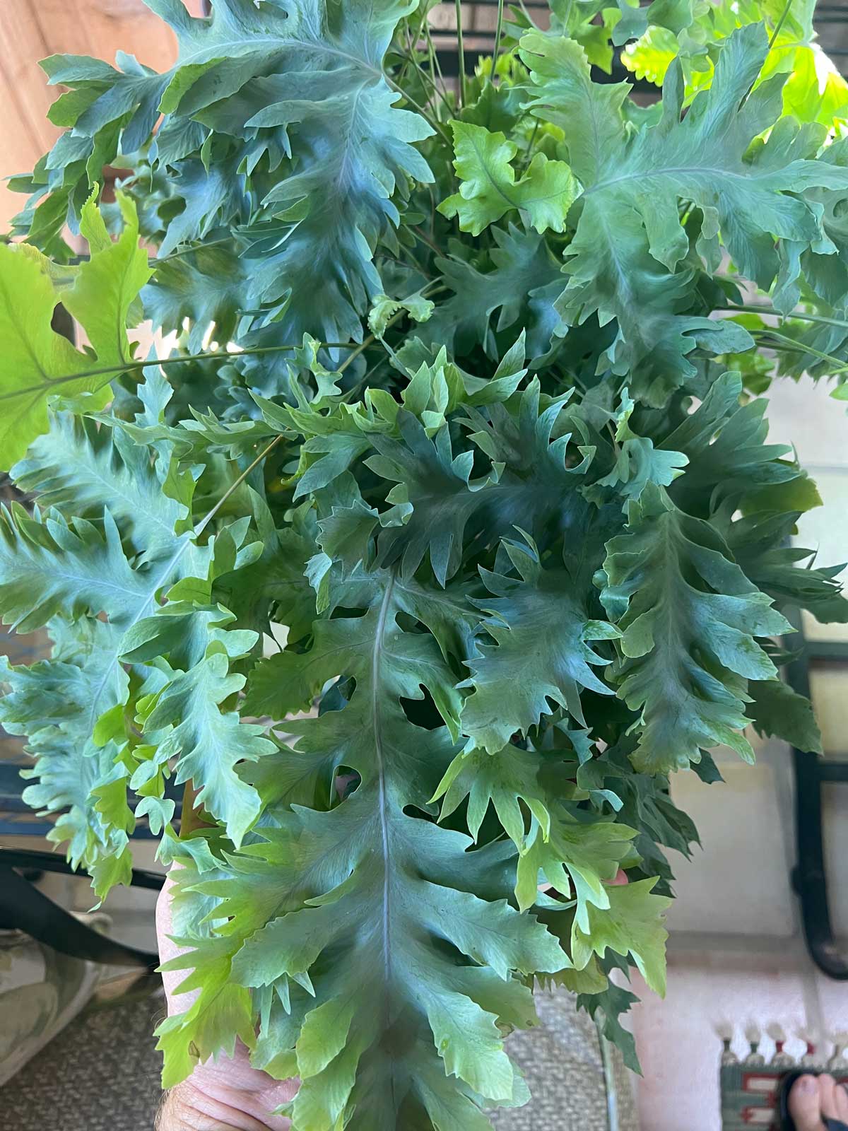 Davana Fern - 7 Care Tips for Phlebodium aureum 'Davana'