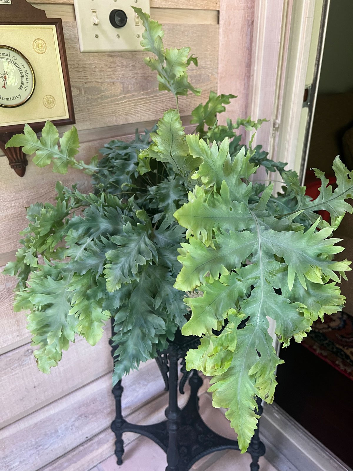 Davana Fern - 7 Care Tips for Phlebodium aureum 'Davana'