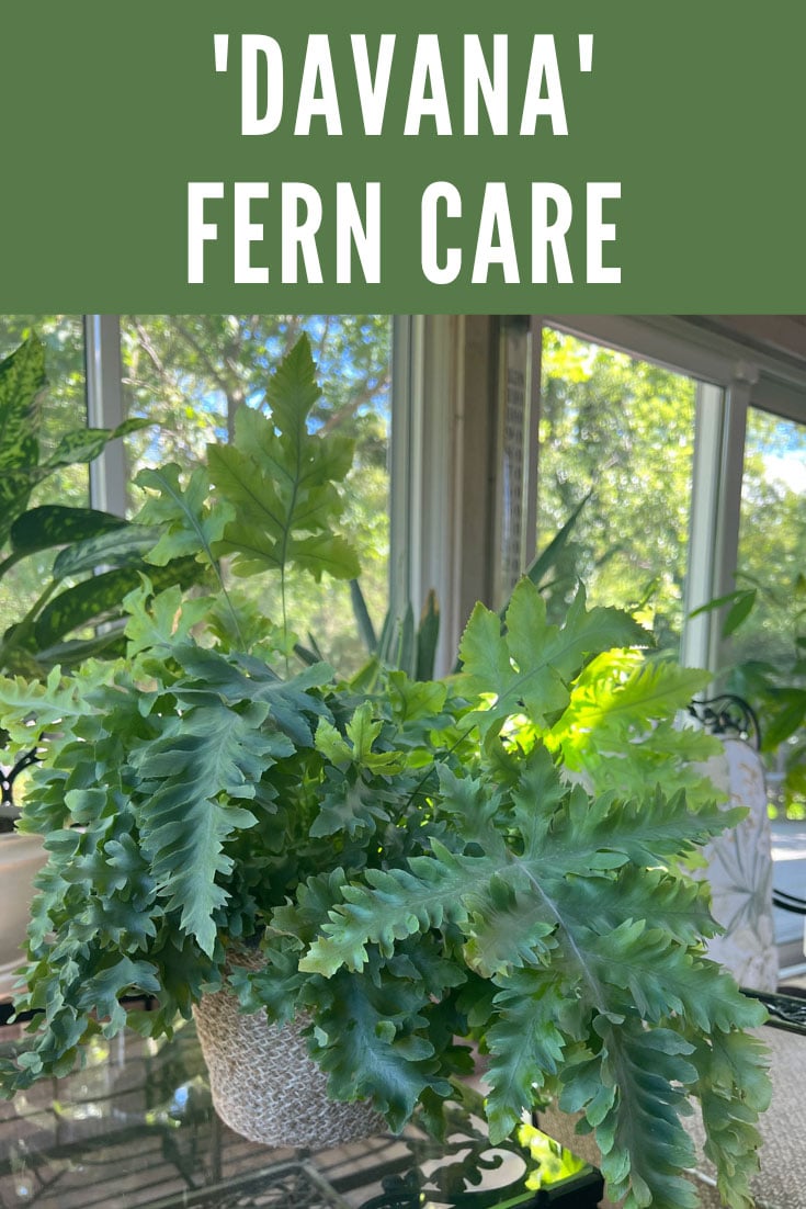 Davana Fern - 7 Care Tips for Phlebodium aureum 'Davana'