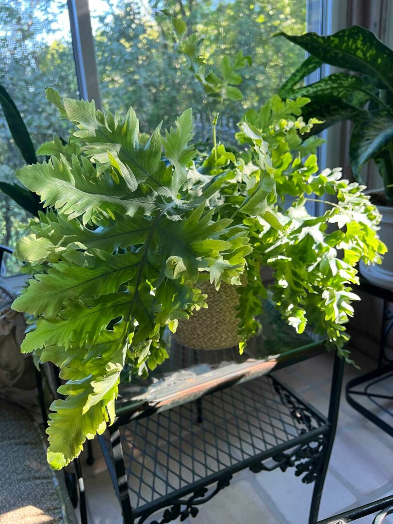21 Stunning Indoor Fern Types to Green Up Your Home