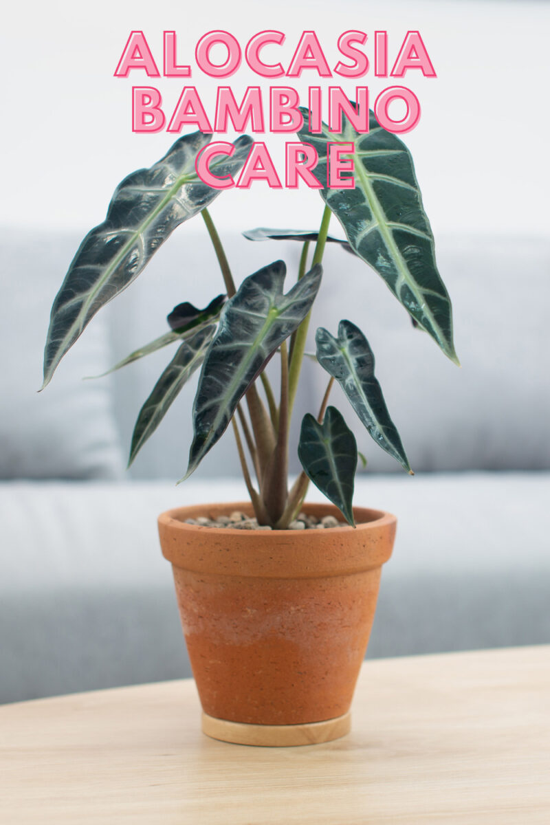 Alocasia Bambino: 7 Vital Care Tips For a Thriving Plant