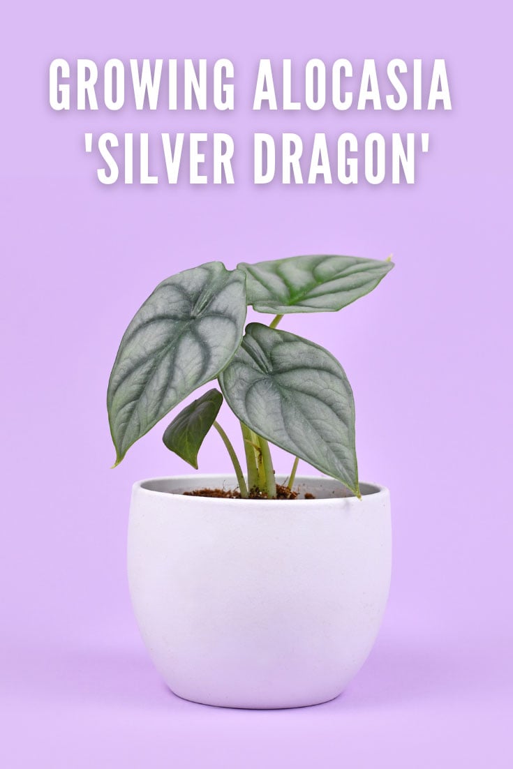 Alocasia Silver Dragon: 7 Tips to Grow this Stunning Beauty