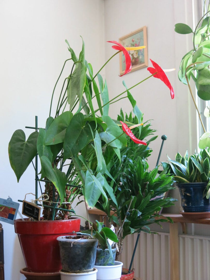 Anthurium Varieties: 21 Unique Types You Can Collect
