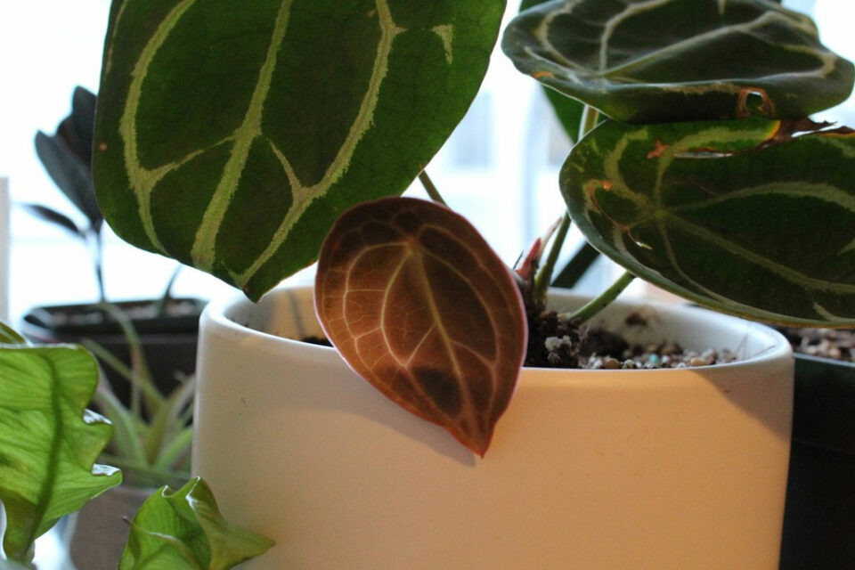 Anthurium Varieties: 21 Unique Types You Can Collect