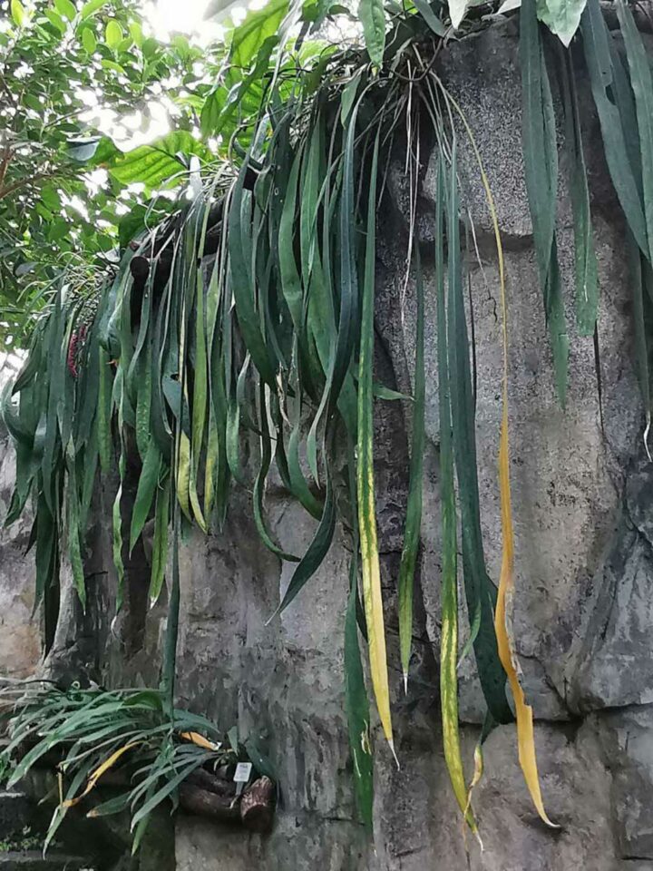 Anthurium Varieties: 21 Unique Types You Can Collect