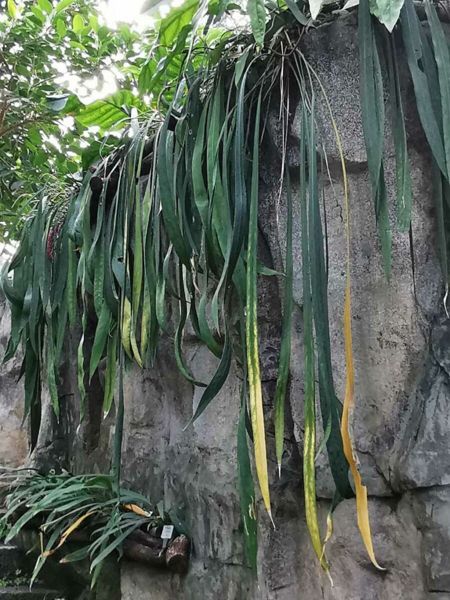 Anthurium Varieties: 21 Unique Types You Can Collect